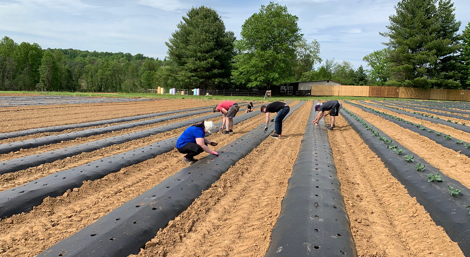 TMG takes part in JK Community Farm's Plant-a-thon - TMG Construction
